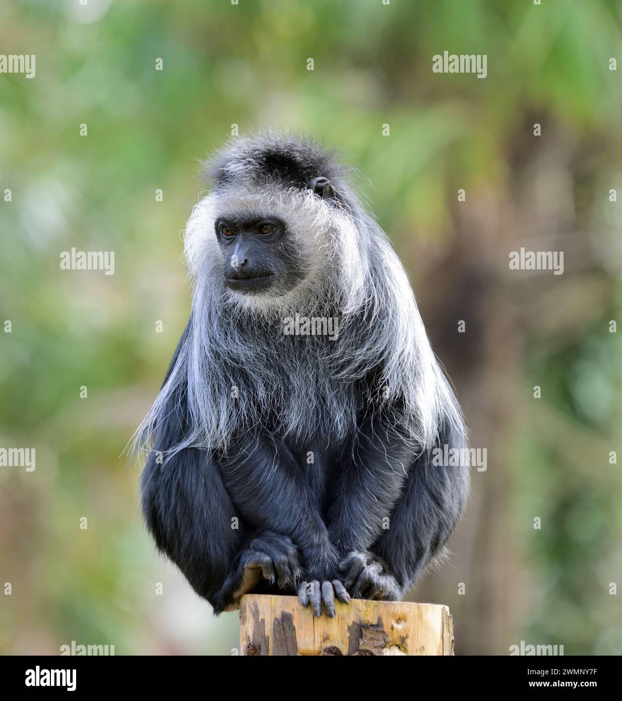 A King Colobus at Paignton Zoo, Devon Stock Photo - Alamy
