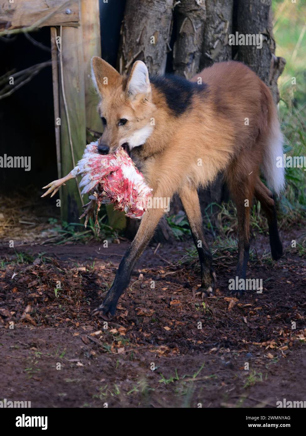 A Maned Wolf carrying its food at Paignton Zoo, Devon Stock Photo - Alamy