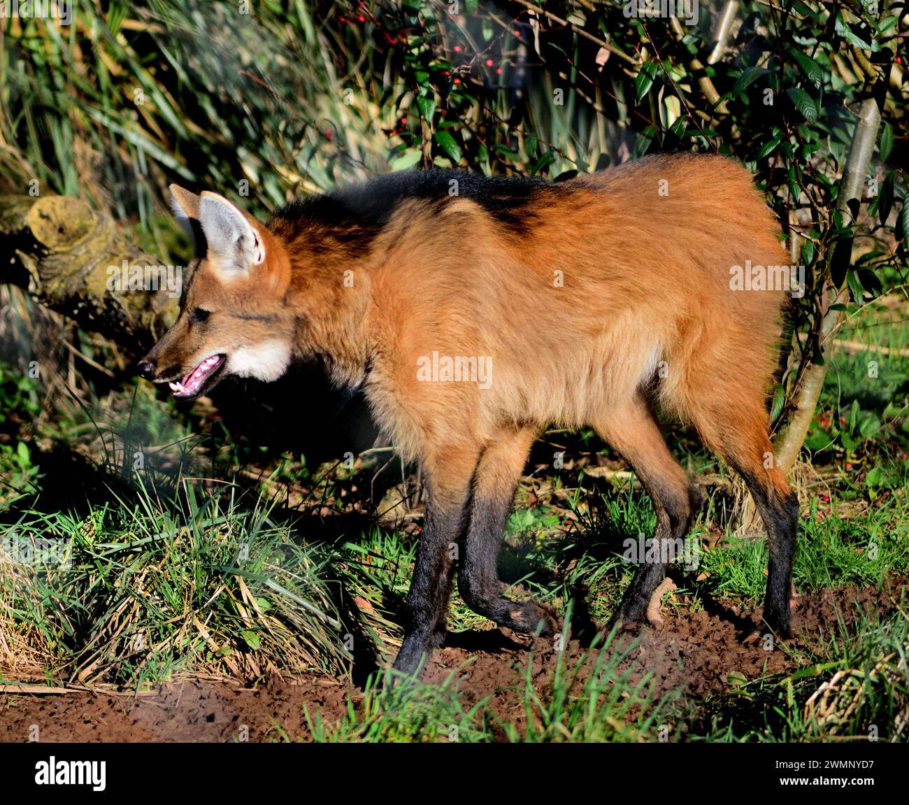 A Maned Wolf at Paignton Zoo, Devon Stock Photo - Alamy