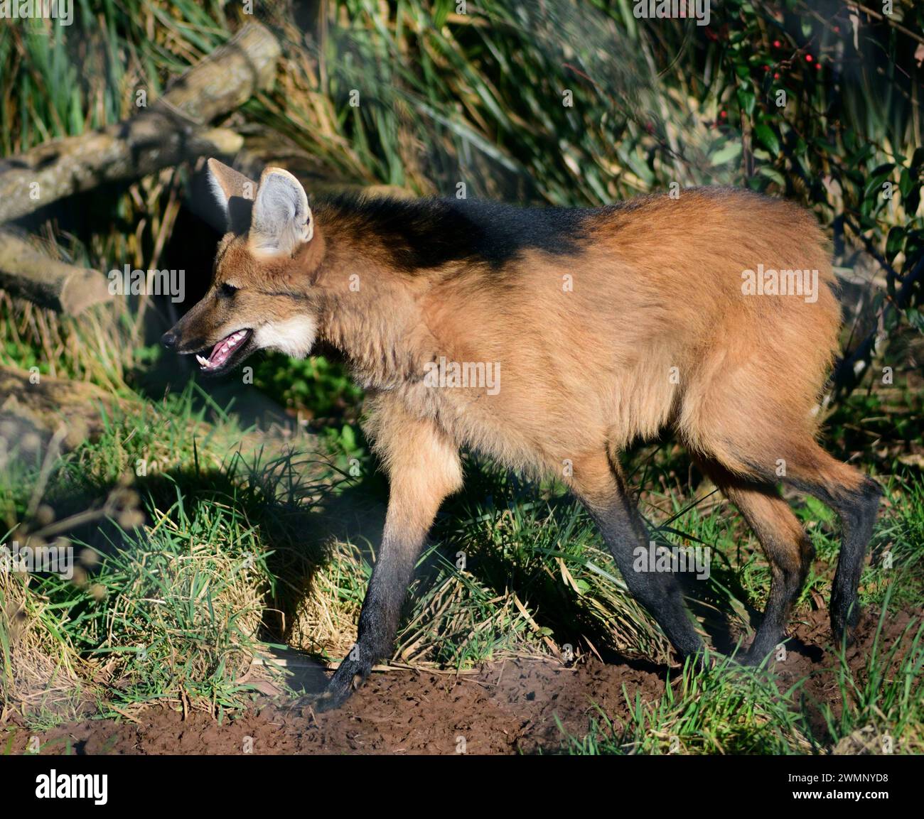A Maned Wolf at Paignton Zoo, Devon Stock Photo - Alamy