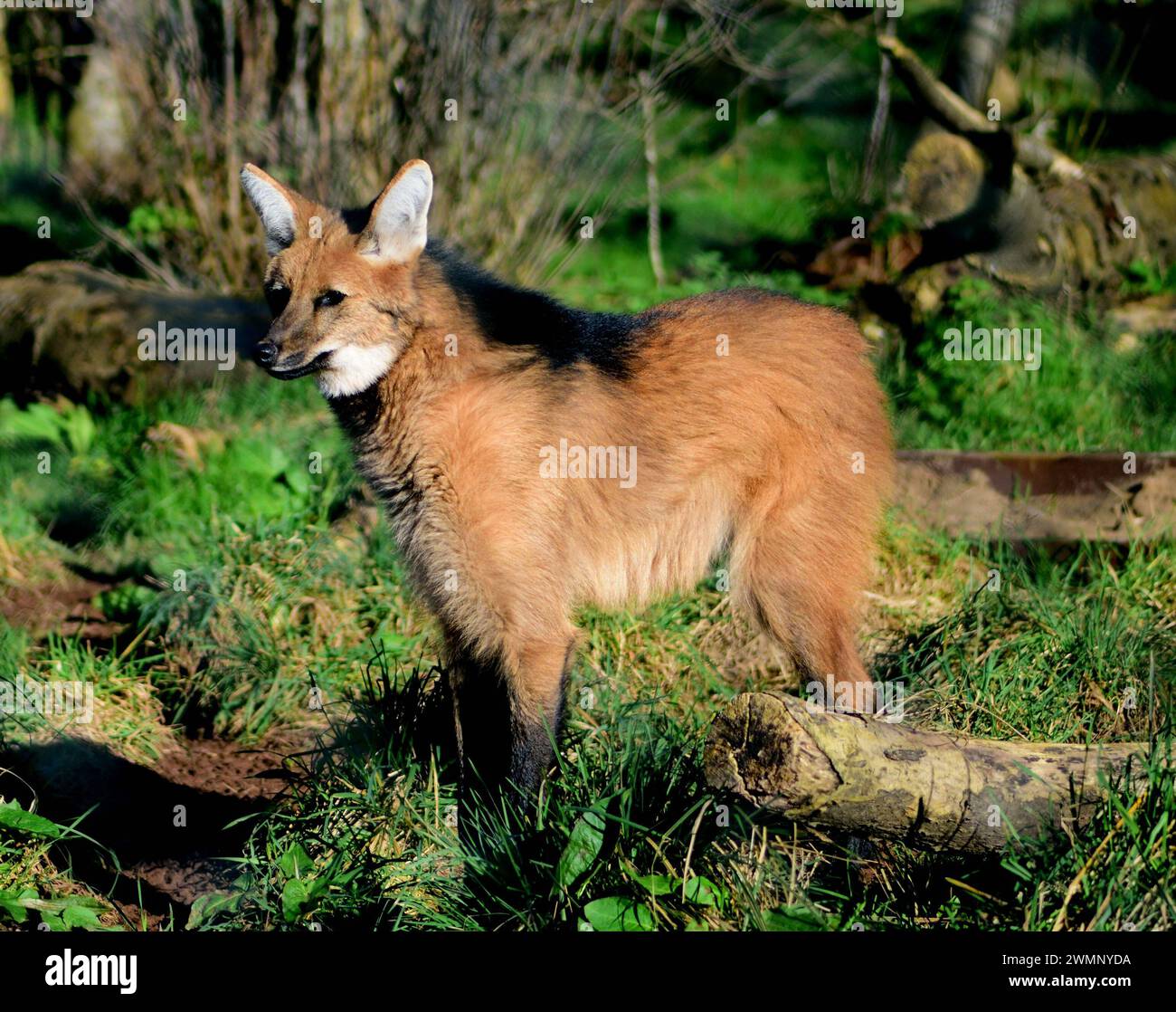 Fox like wolf hi-res stock photography and images - Alamy