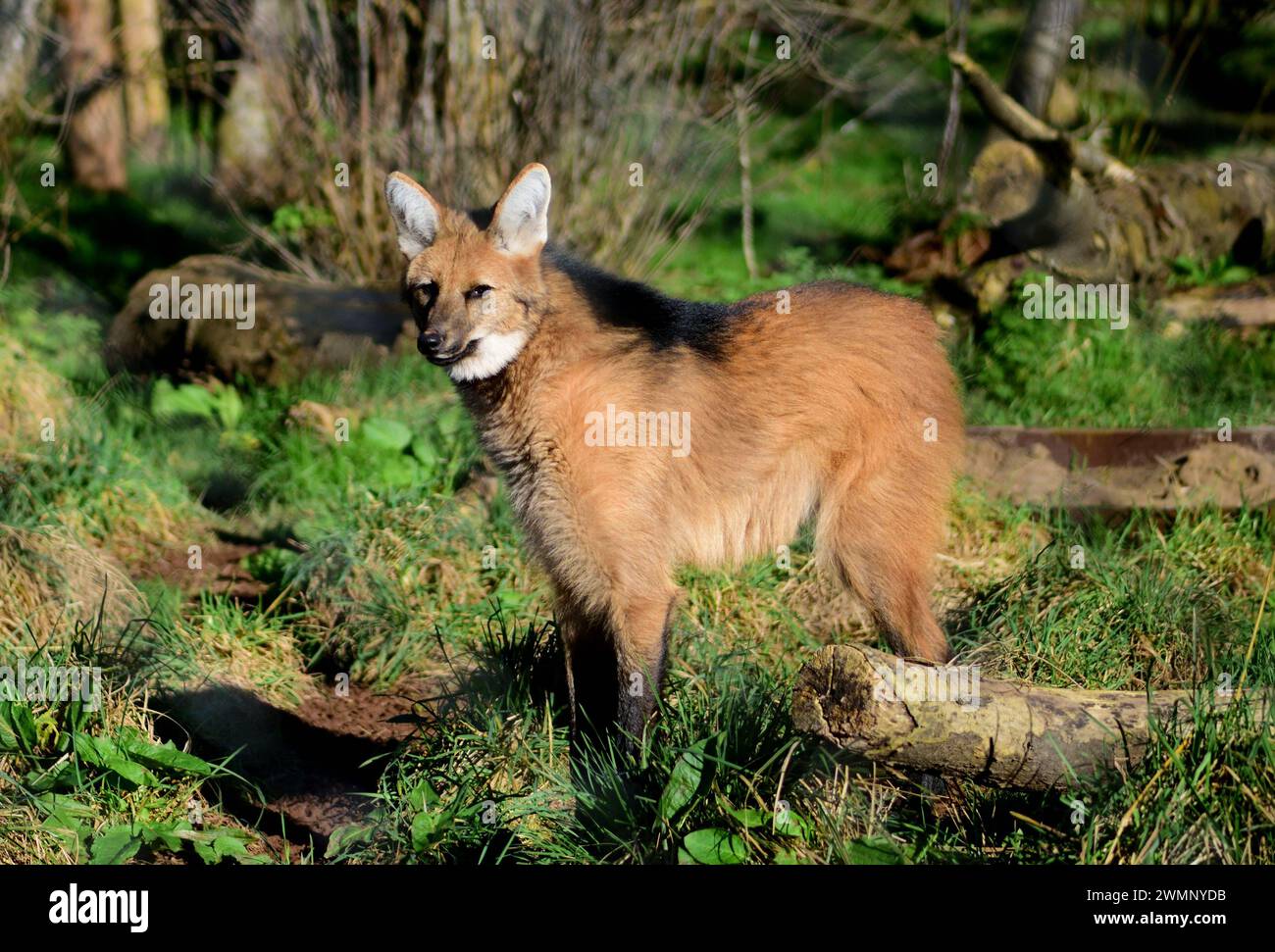 A Maned Wolf at Paignton Zoo, Devon Stock Photo - Alamy