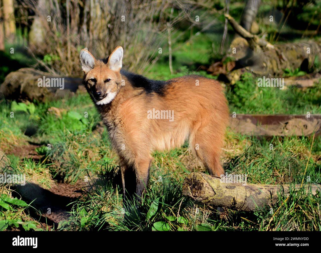 A Maned Wolf at Paignton Zoo, Devon Stock Photo - Alamy