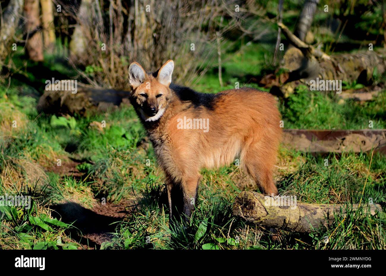 A Maned Wolf at Paignton Zoo, Devon Stock Photo - Alamy