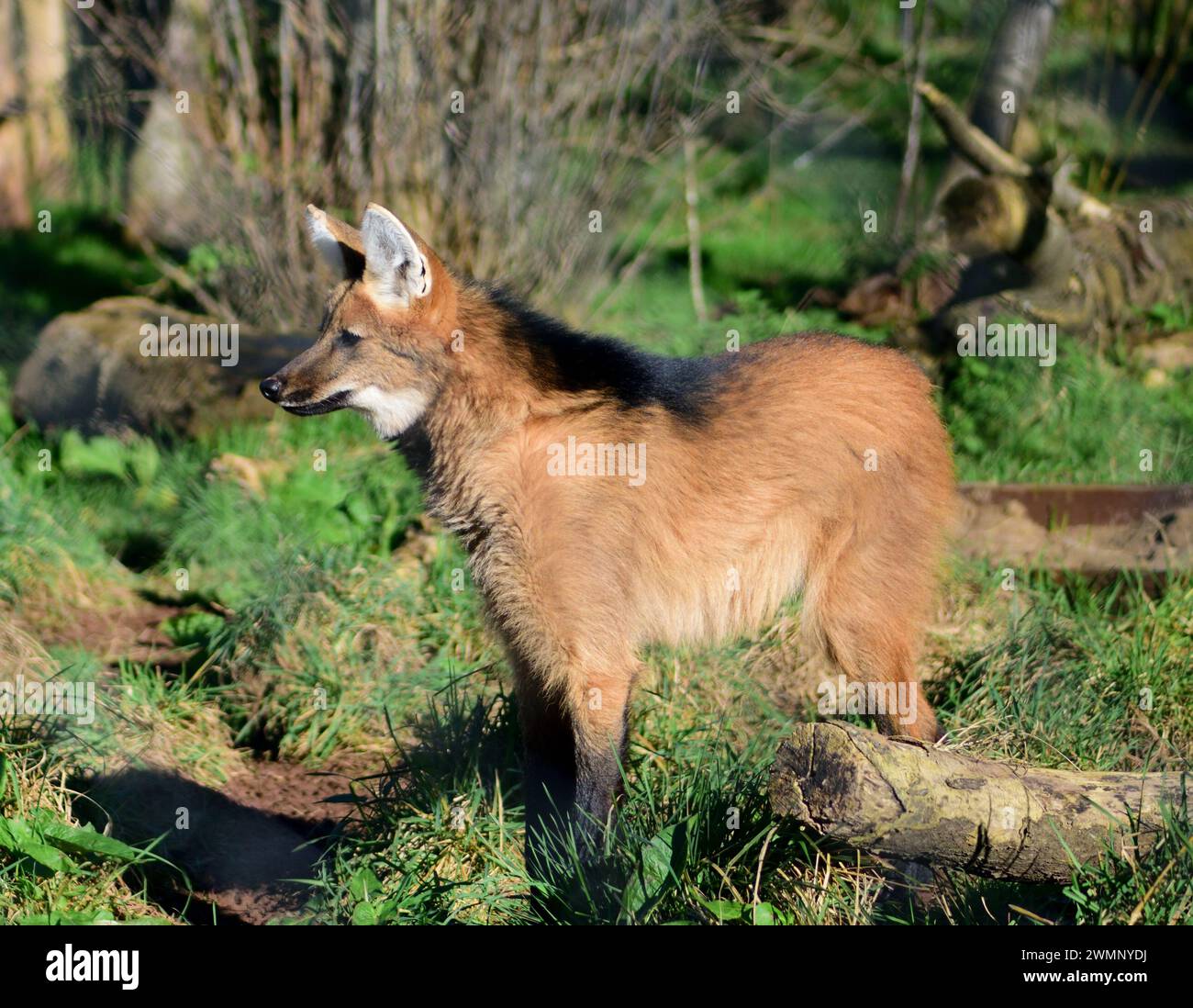 A Maned Wolf at Paignton Zoo, Devon Stock Photo - Alamy