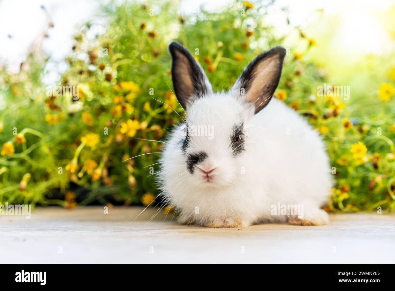 A tiny bunny sits amidst blooming flora and greenery Stock Photo - Alamy