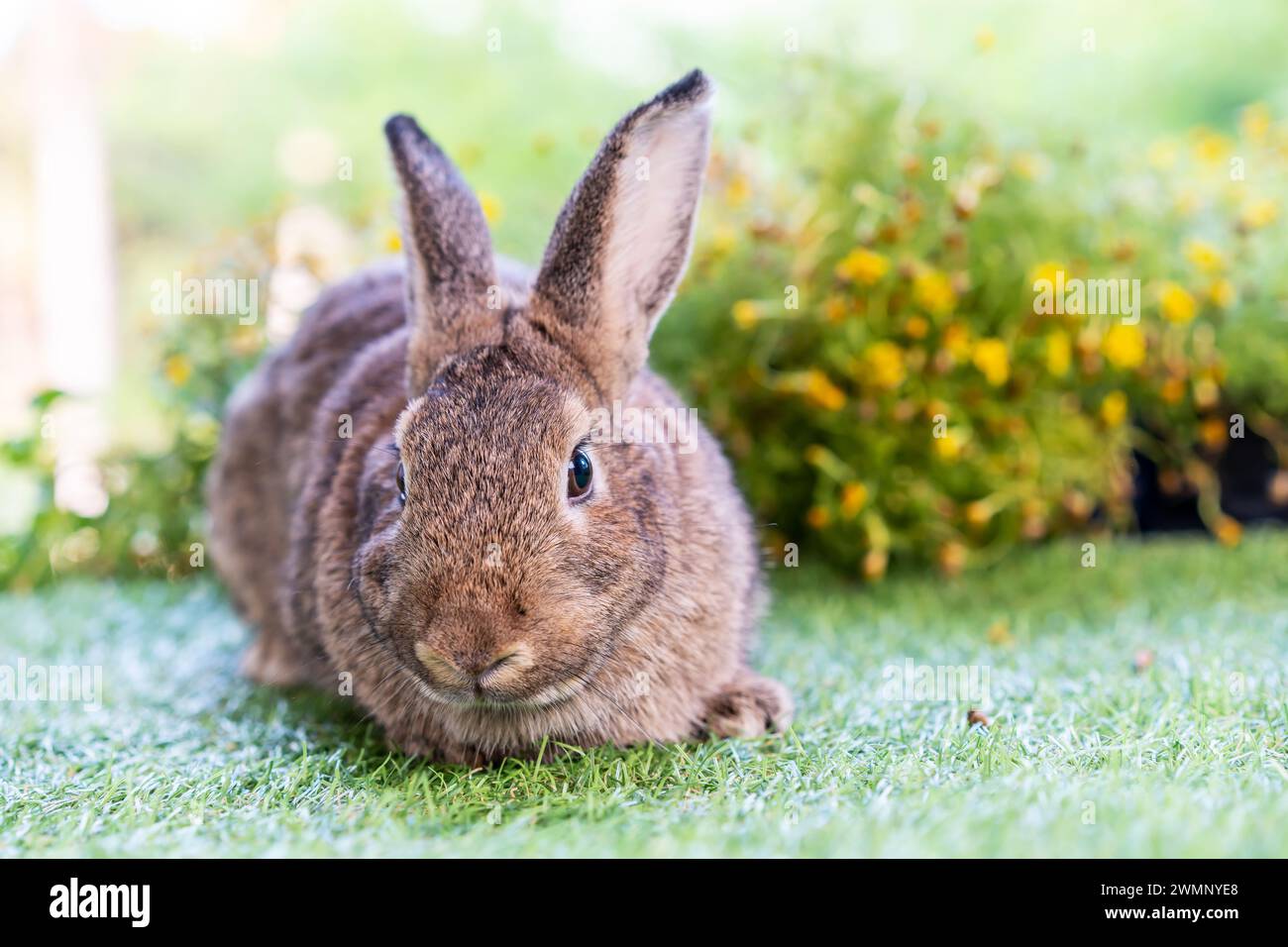 A tiny bunny sits amidst blooming flora and greenery Stock Photo - Alamy