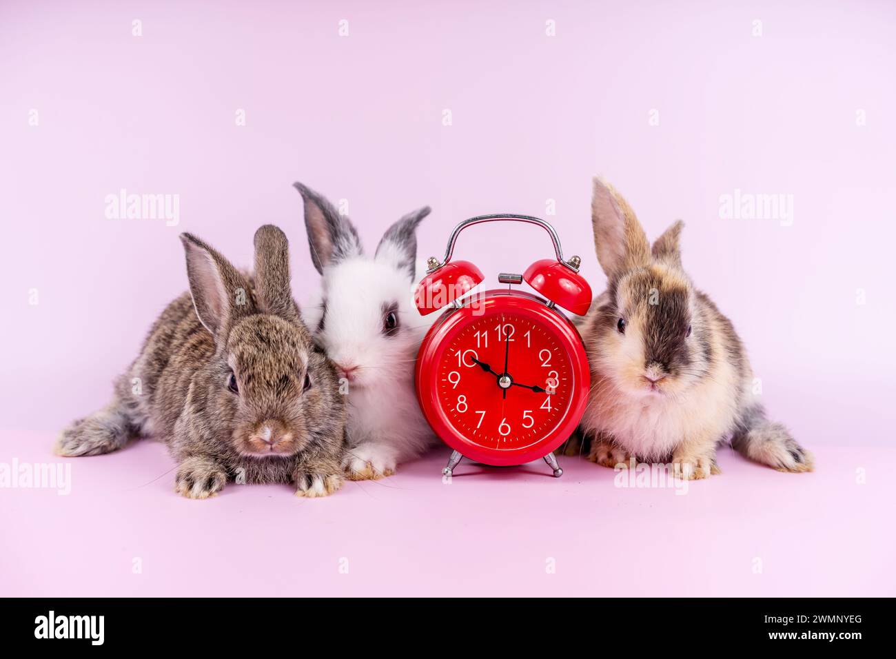 The rabbits and red clock on a pink backdrop Stock Photo - Alamy