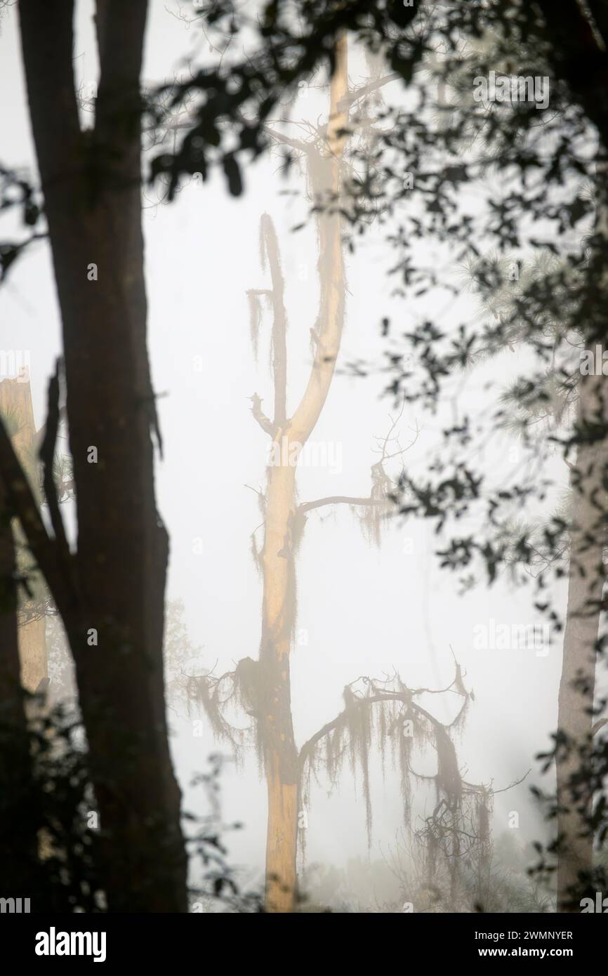 Paynes prairie state park florida hi-res stock photography and images ...