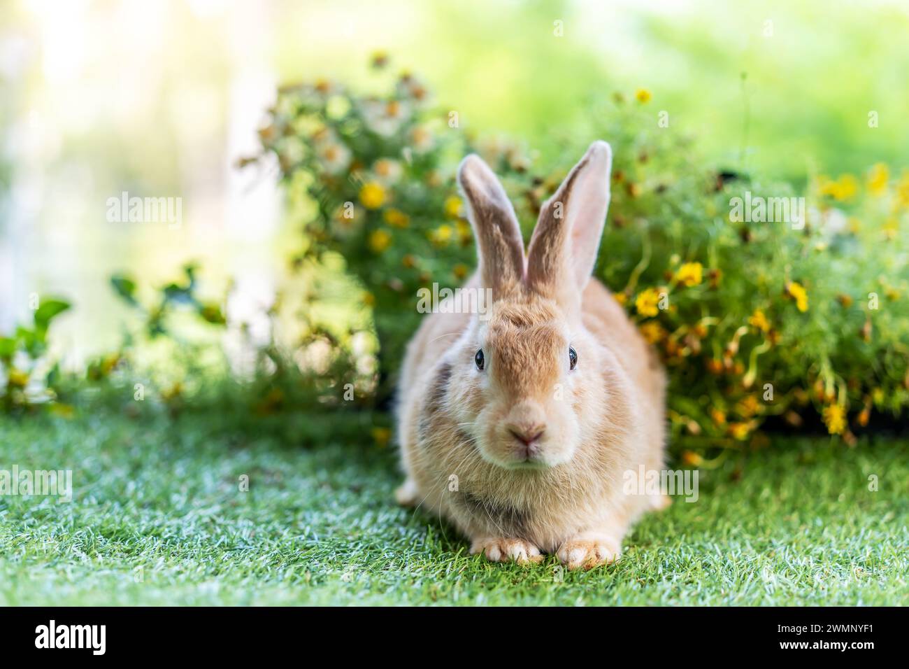 A tiny bunny sits amidst blooming flora and greenery Stock Photo - Alamy