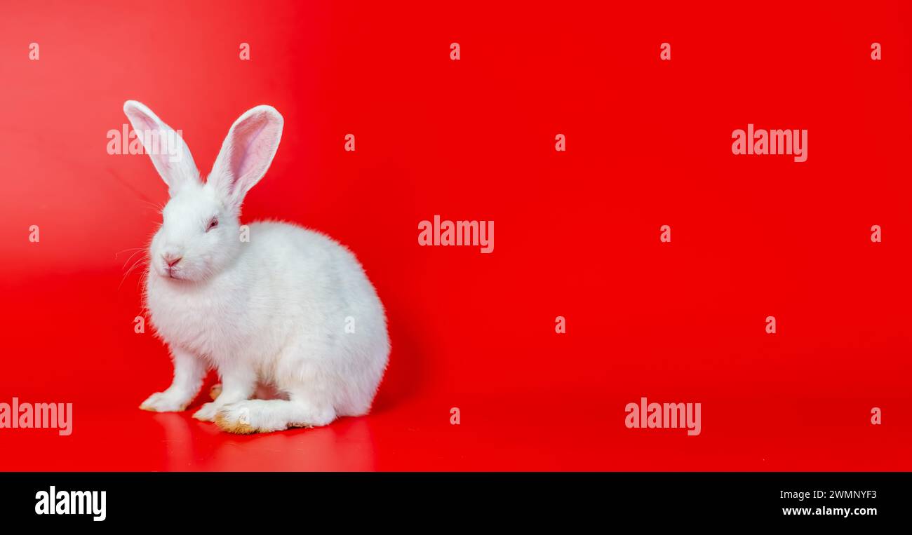 Red nose rabbit hi-res stock photography and images - Alamy