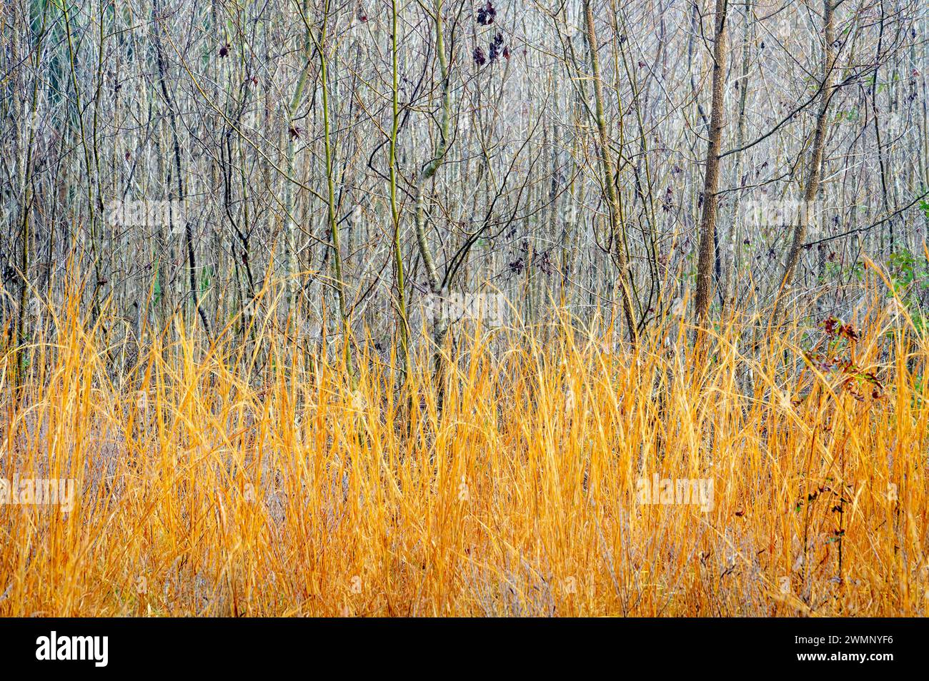 Abstract image colorful grass and twigs, Paynes Prairie Preserve State ...