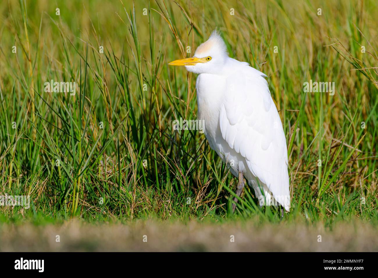 Cattle egret (Bubulcus ibis) standing in breeding plumage, Merrit ...