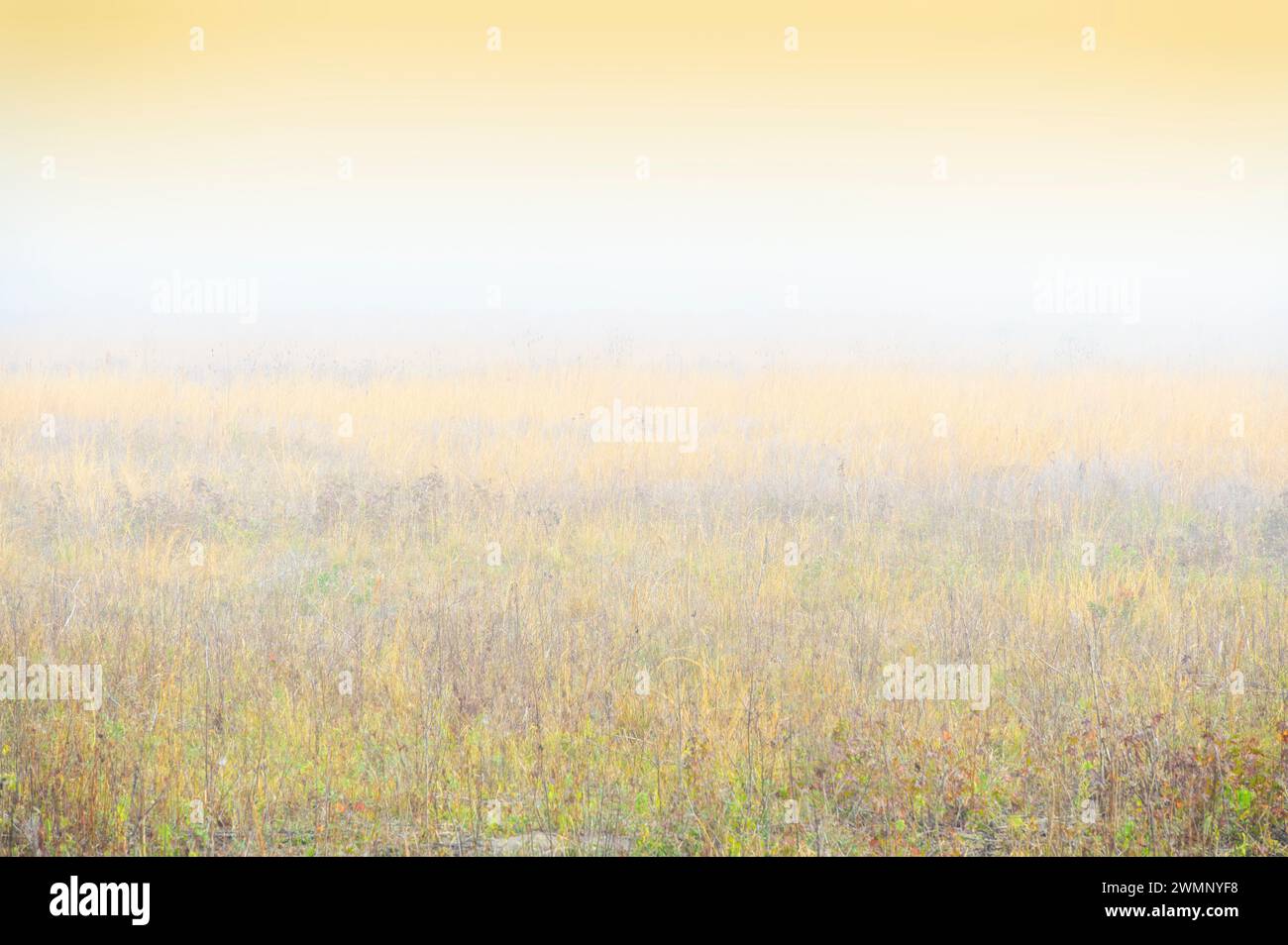 Typical landscape with prairie grass and mist at sunrise, Paynes ...