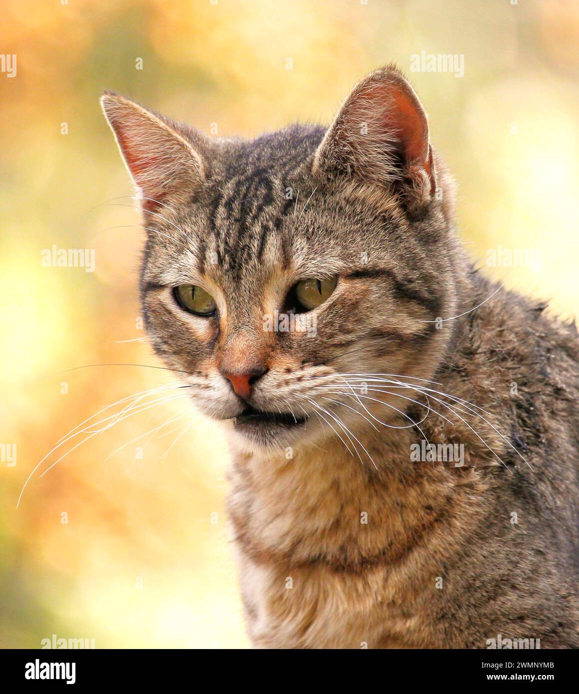 Gray tabby fur hi-res stock photography and images - Alamy