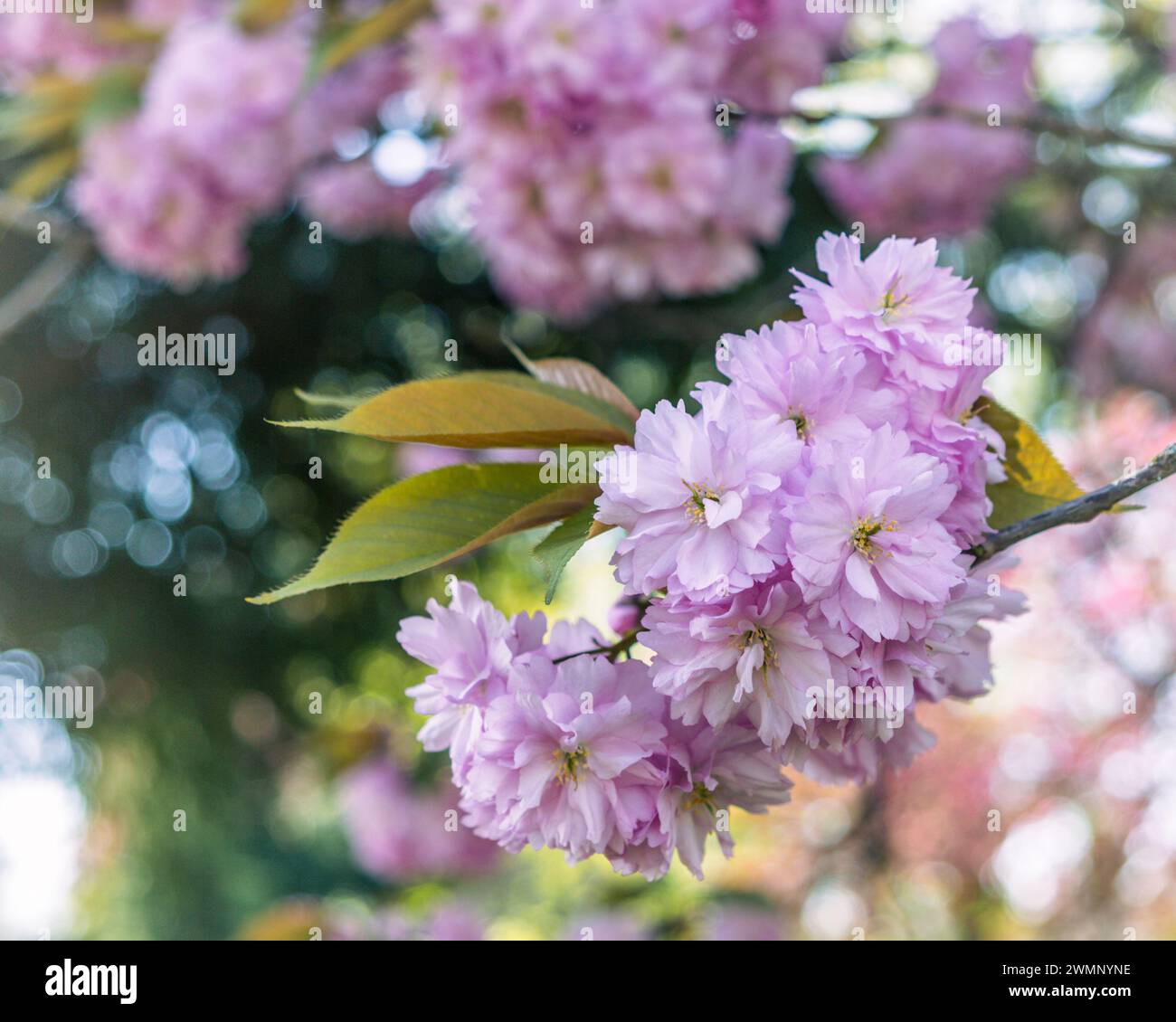 Pink fruit tree flower blossom in Britain Stock Photo - Alamy