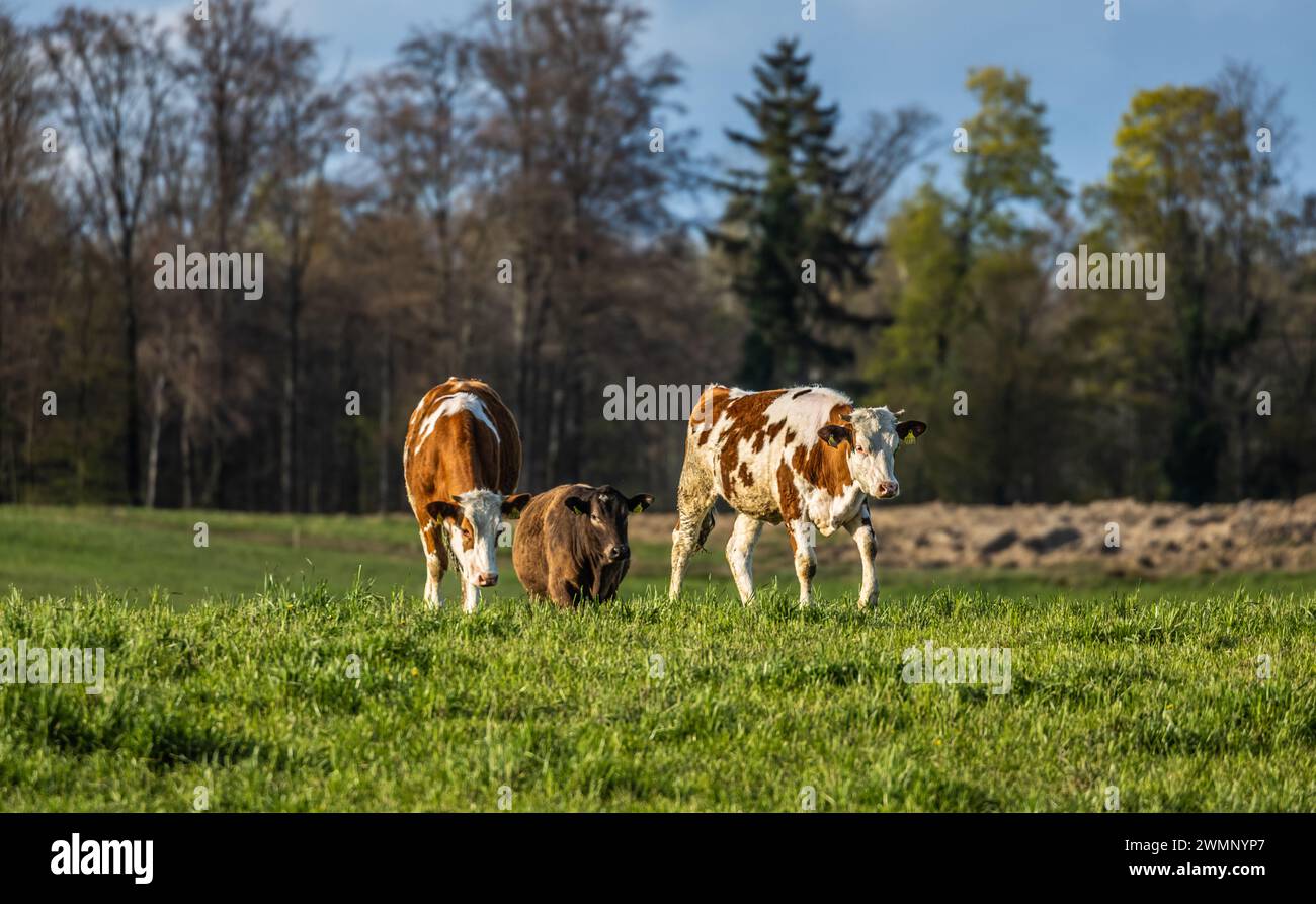 Eine Kuhherde ist auf einer Viehweide im Zürcher Unterland. (Oberglatt ...