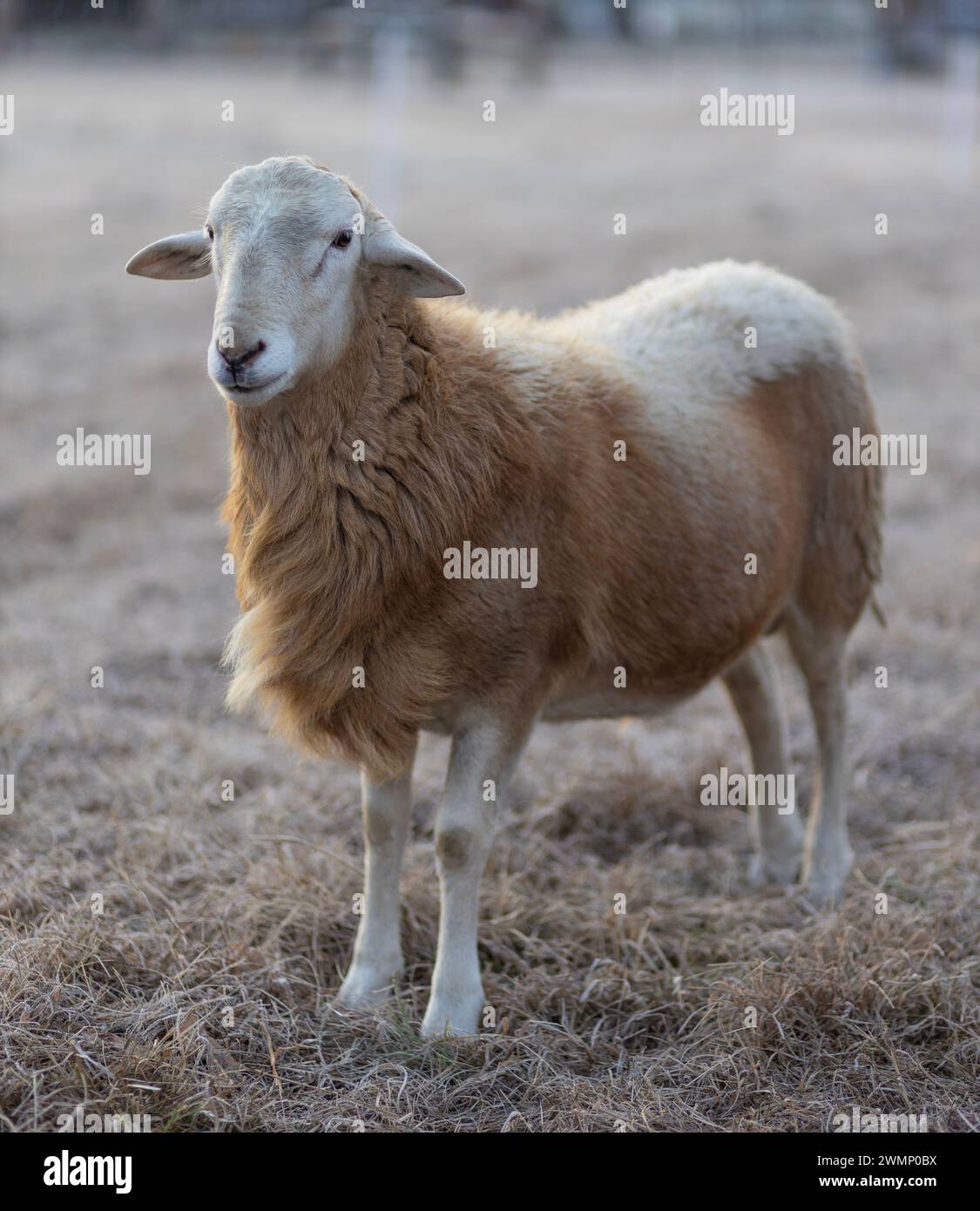 Katahdin sheep ram that's part of a rotational grazing farm in North ...