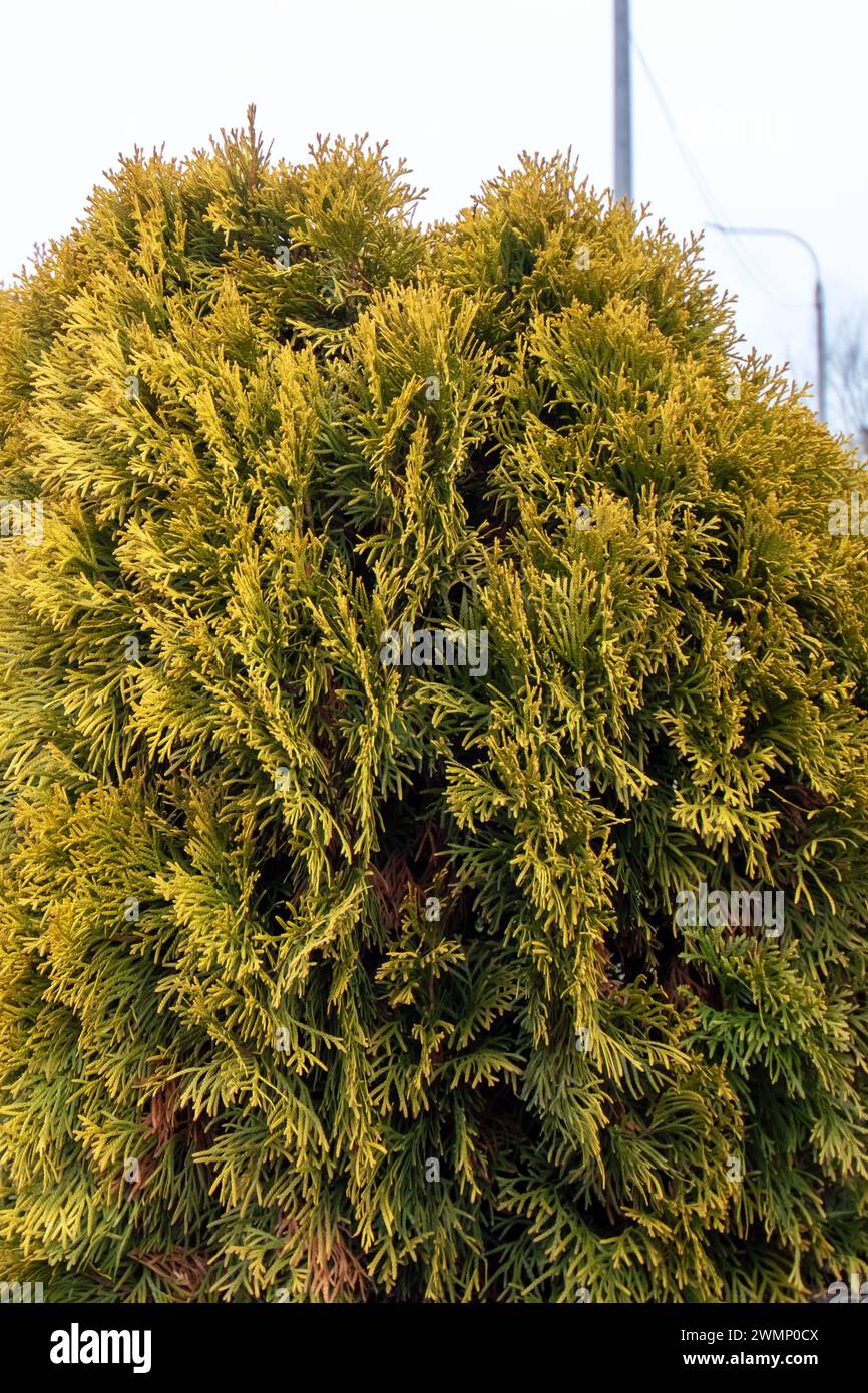 Yellow evergreen shrubs on the lawn close up Stock Photo - Alamy