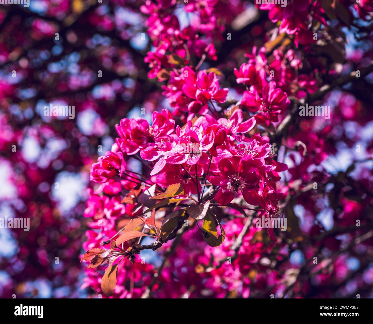 Pink fruit tree flower blossom in Britain Stock Photo - Alamy