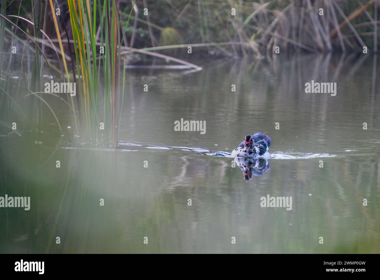 Muscovy duck (Cairina moschata) swims across a pond The Muscovy duck ...