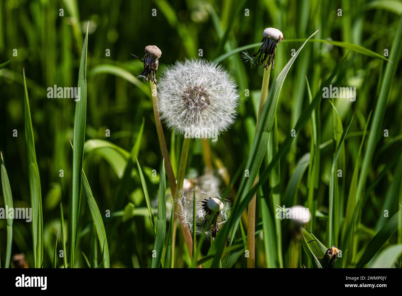 Die Pusteblume ist die reife Frucht des gewöhnlichen Löwenzahns ...