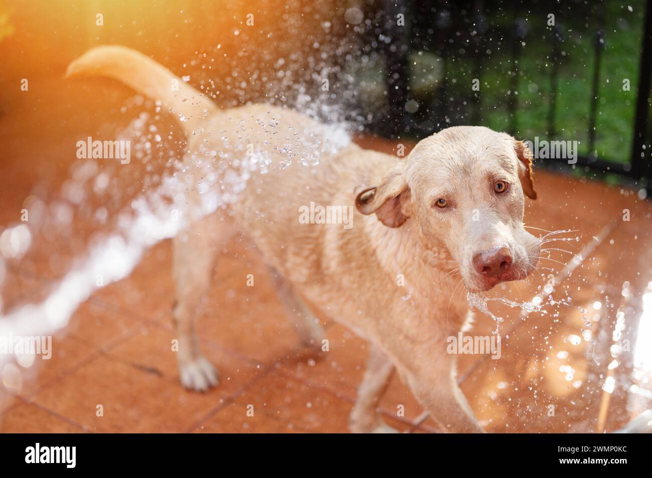 Escape from the water hi-res stock photography and images - Alamy