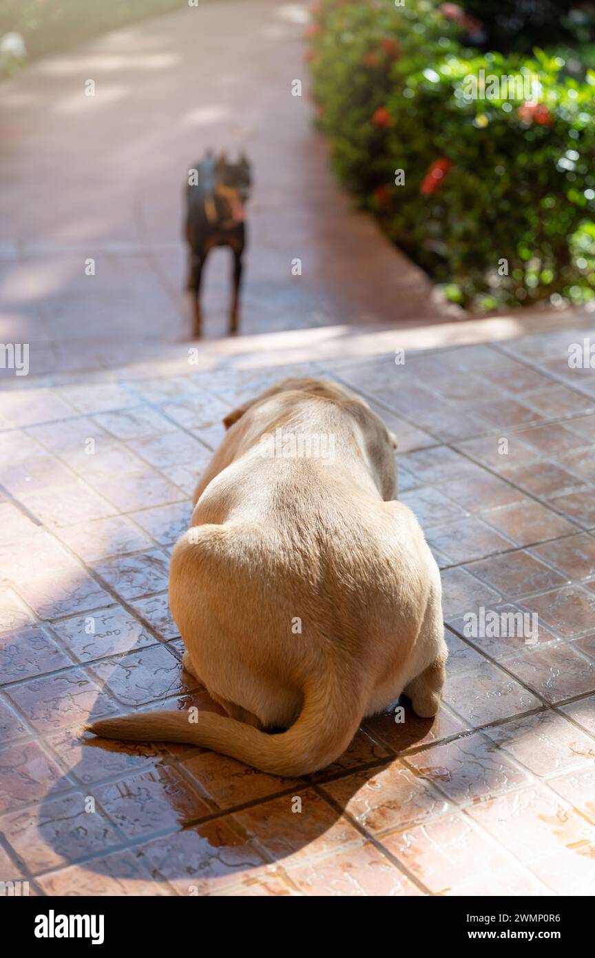 Dogs playing fight in garden. Bully furious dog attack Stock Photo - Alamy