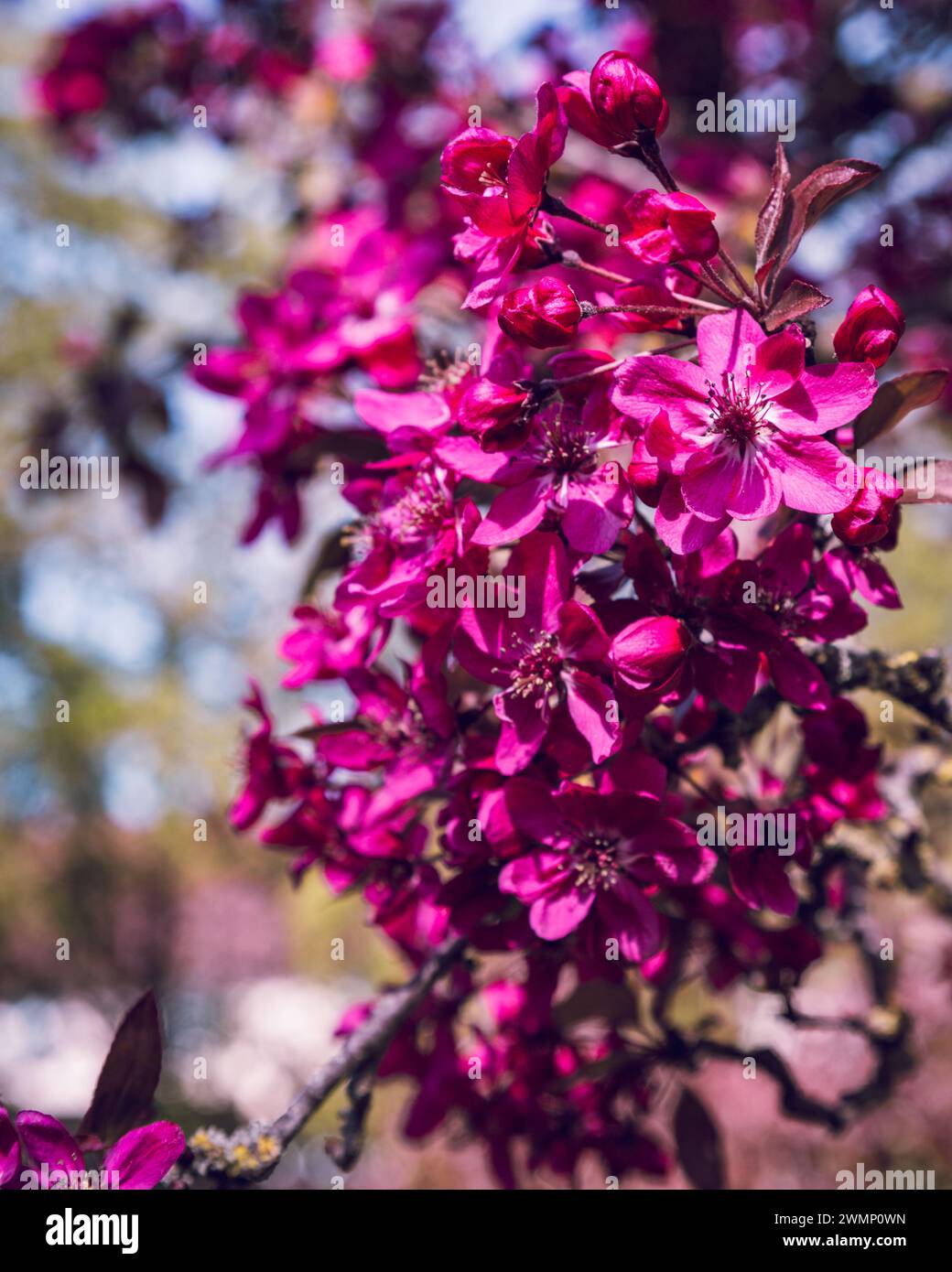 Pink fruit tree flower blossom in Britain Stock Photo - Alamy
