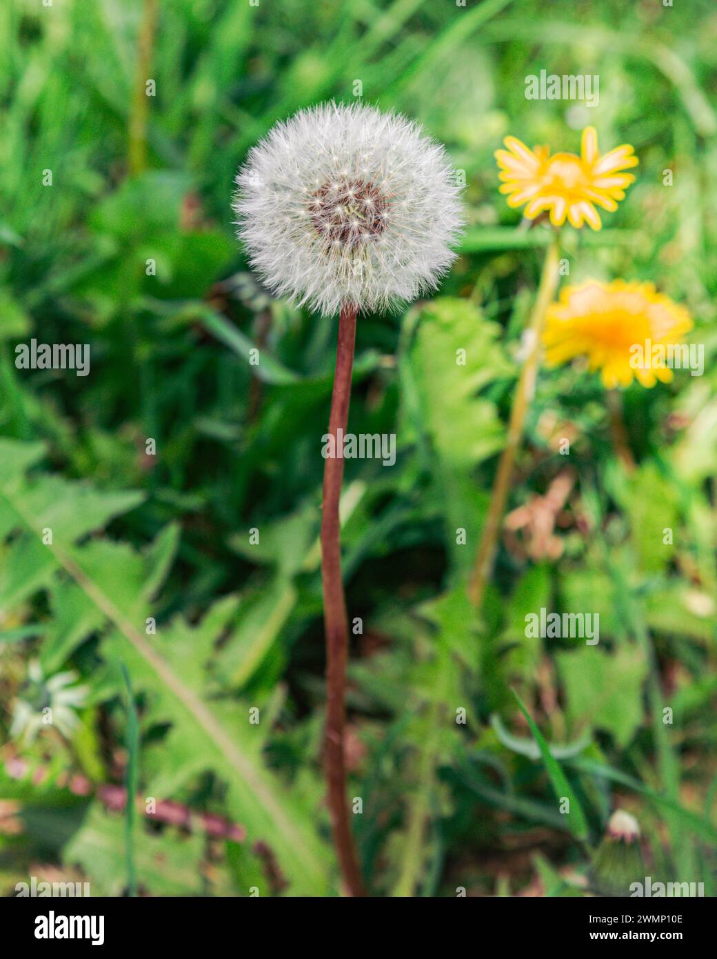 Wild Dandelion flowers in bloom in Britain Stock Photo - Alamy