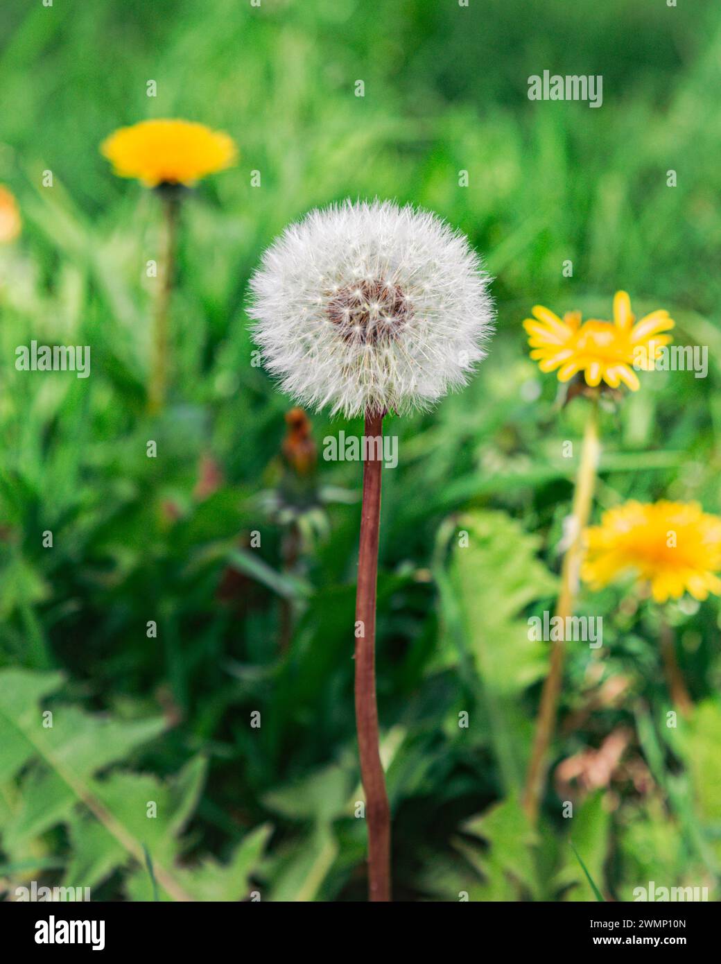 London dandelion hi-res stock photography and images - Alamy