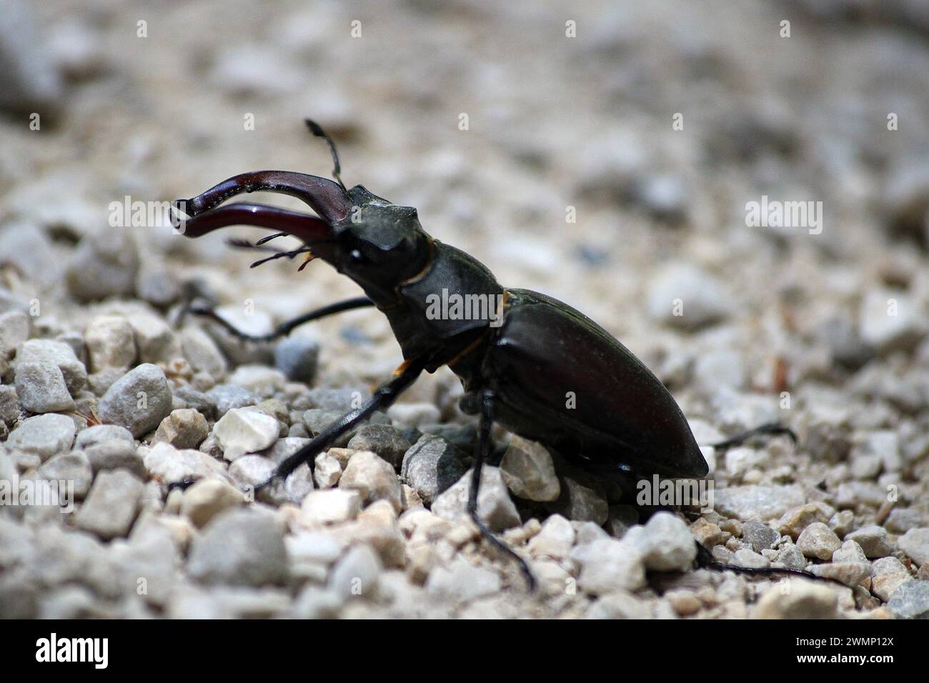Stag beetle close up hi-res stock photography and images - Alamy