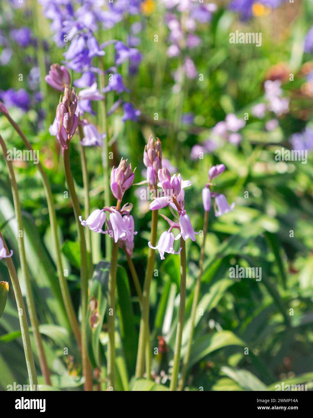 British bluebell bunch hi-res stock photography and images - Alamy