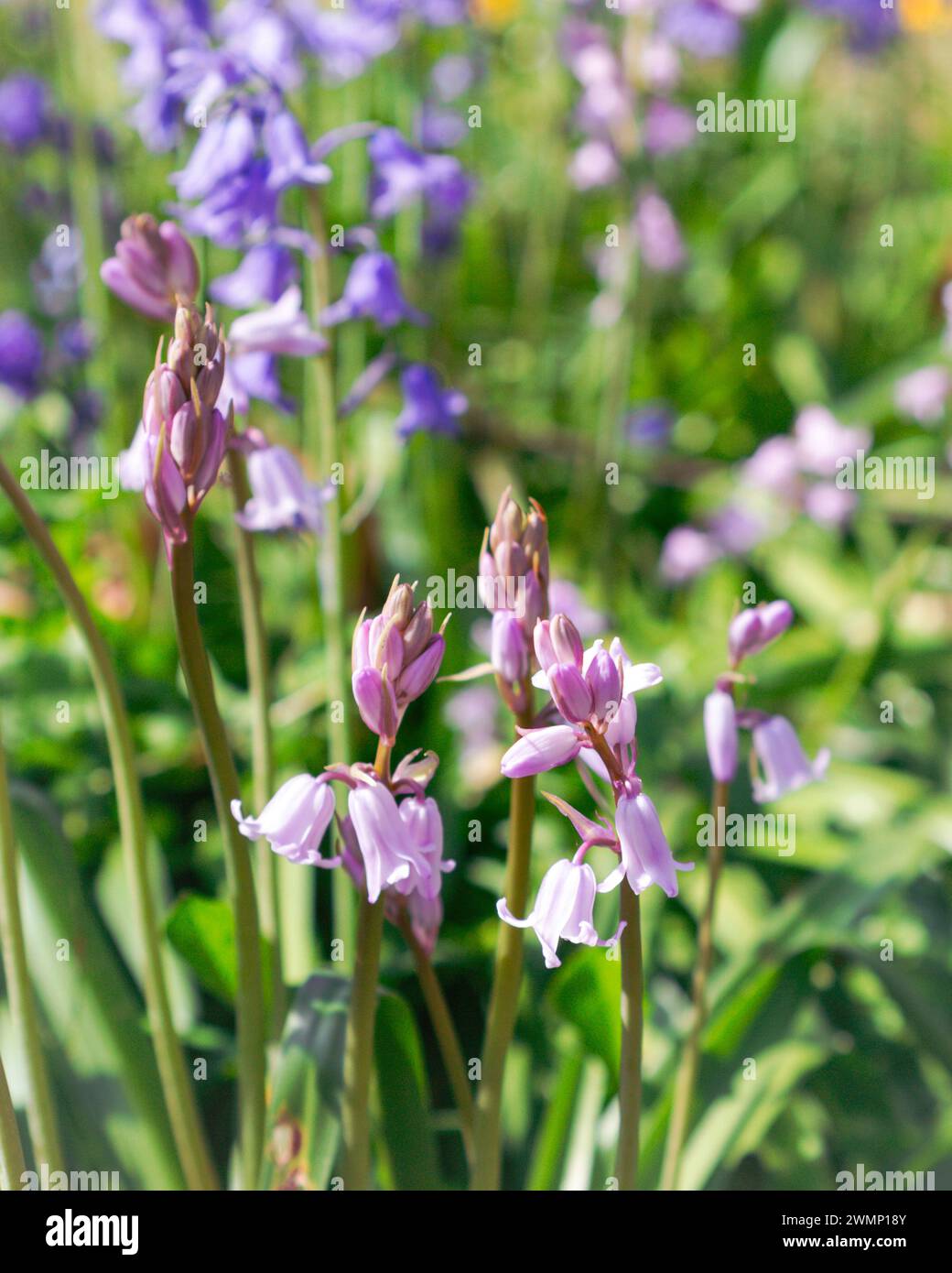British bluebell bunch hi-res stock photography and images - Alamy