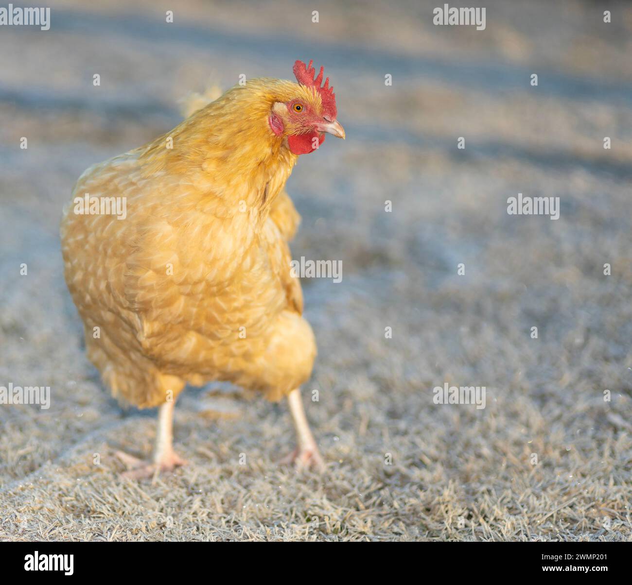 Frost under the toes of a bright buff orpington chicken hen that is ...