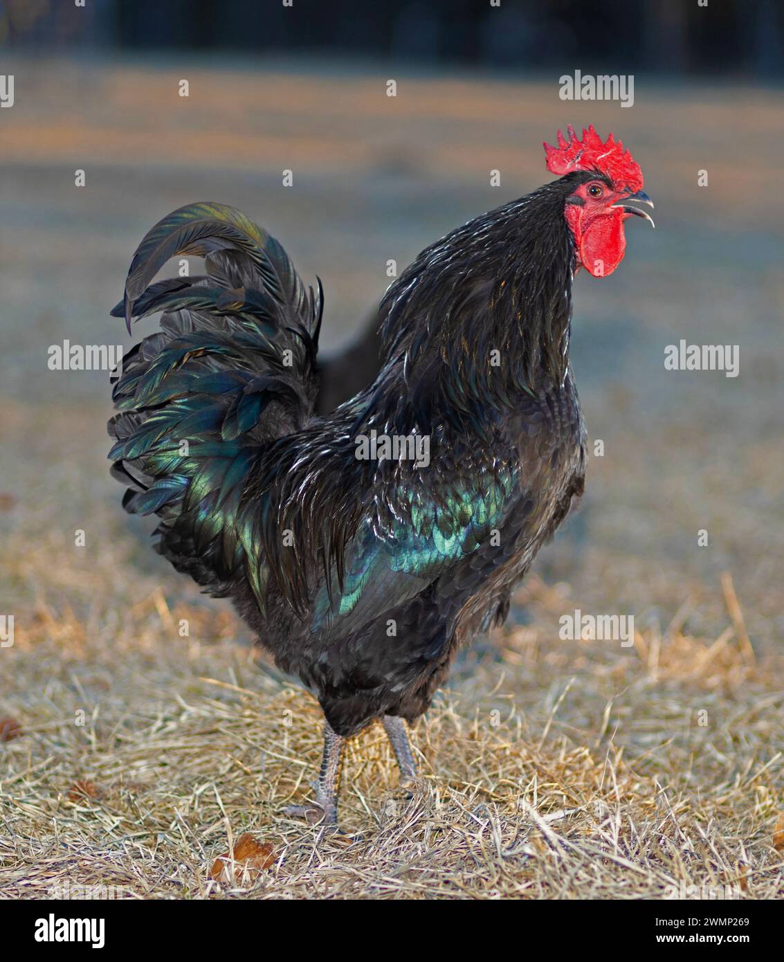 Australorp Rooster Crowing