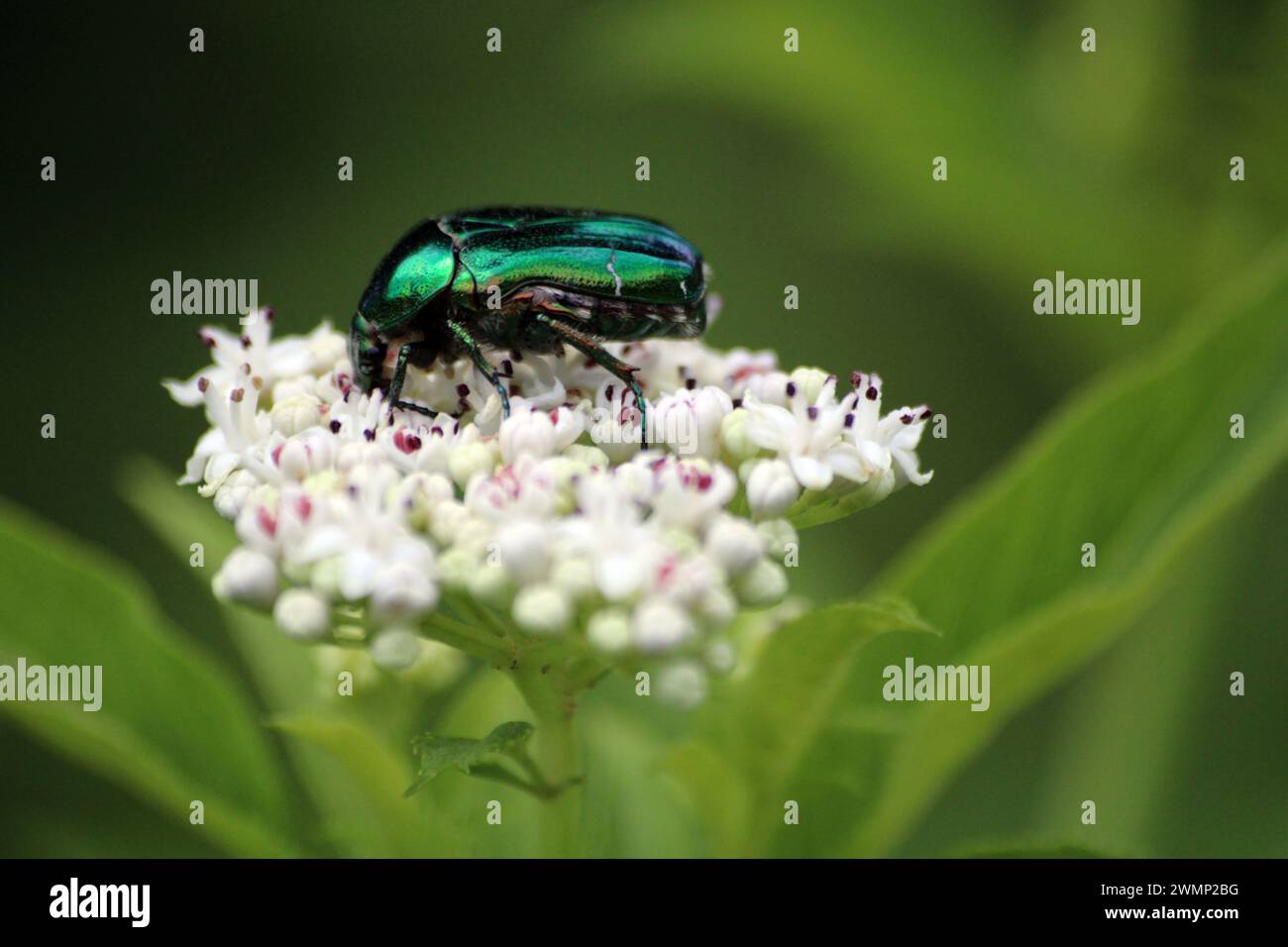 Black rose chafer hi-res stock photography and images - Alamy