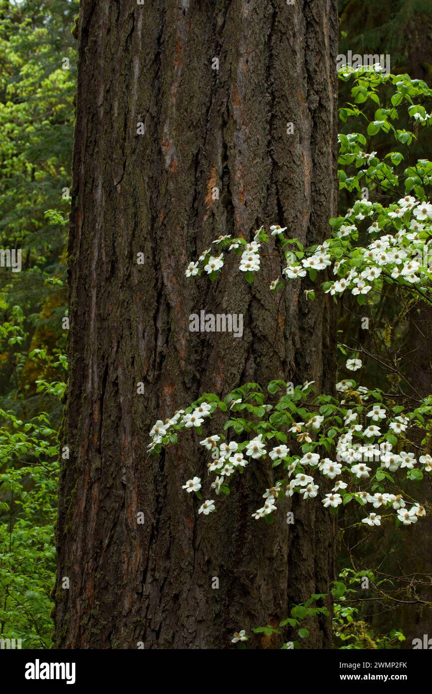 Pacific dogwood at Delta Campground, Willamette National Forest, Oregon ...