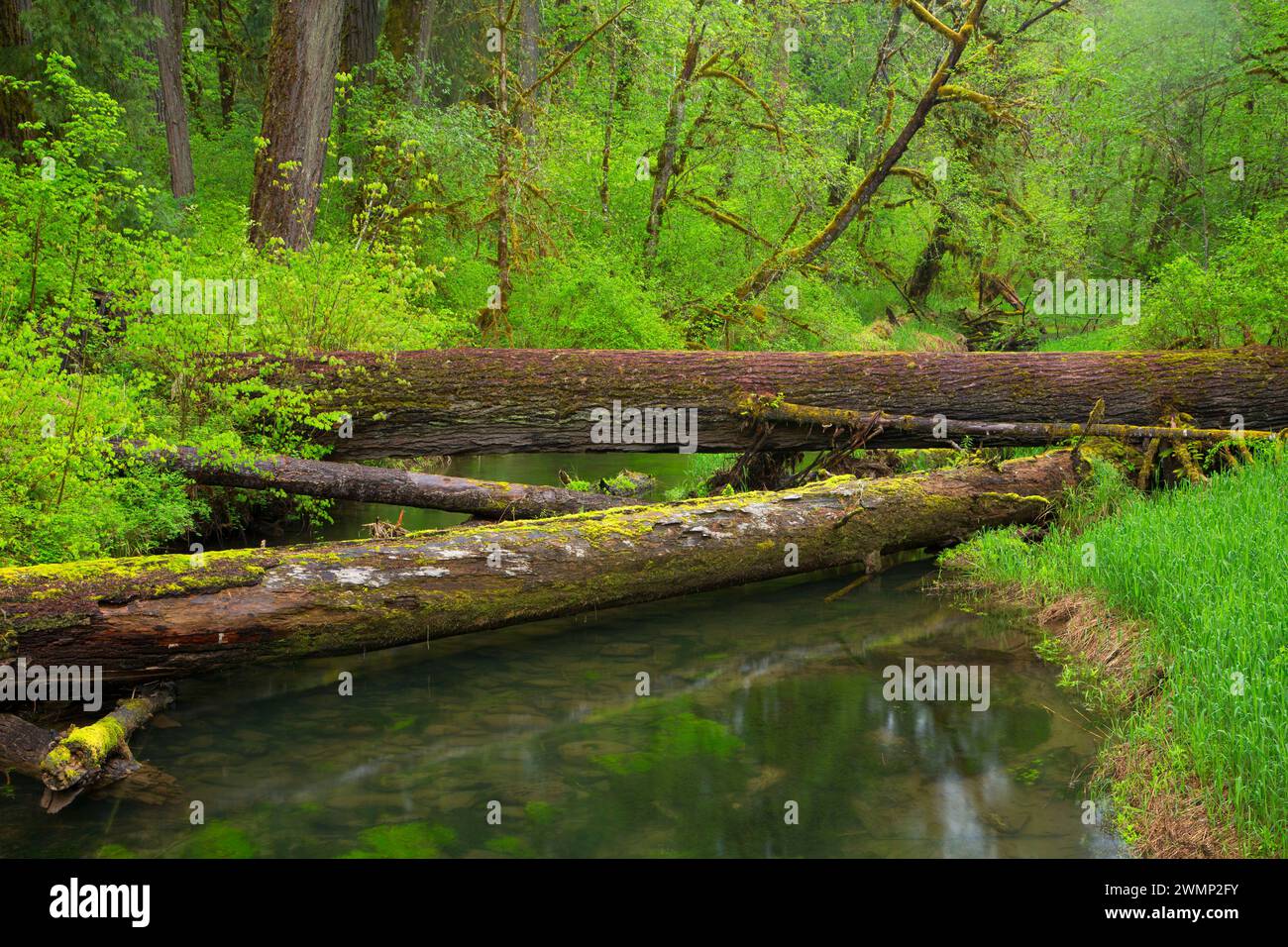 Delta Creek along Delta Nature Trail, Willamette National Forest ...