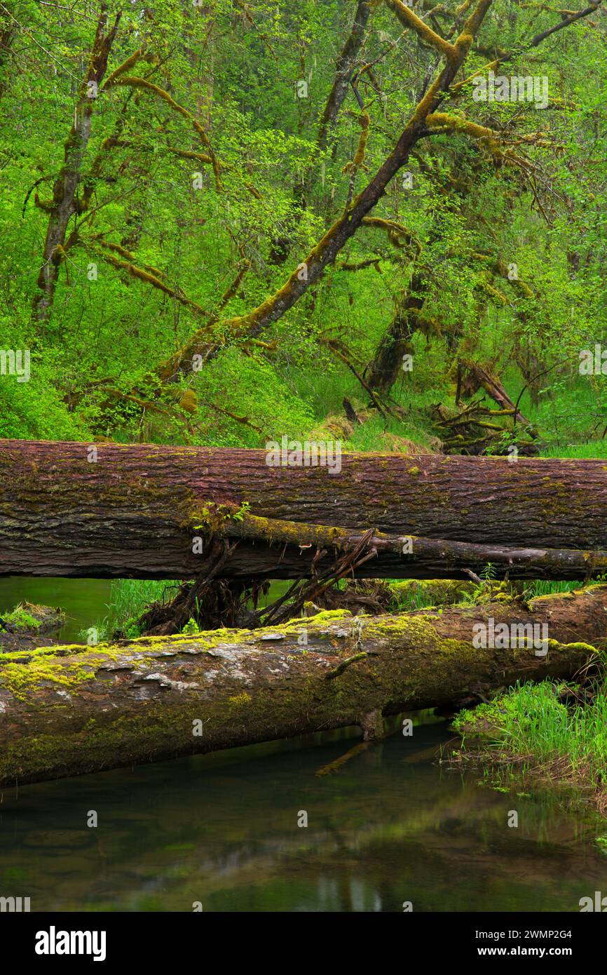 Delta Creek along Delta Nature Trail, Willamette National Forest ...