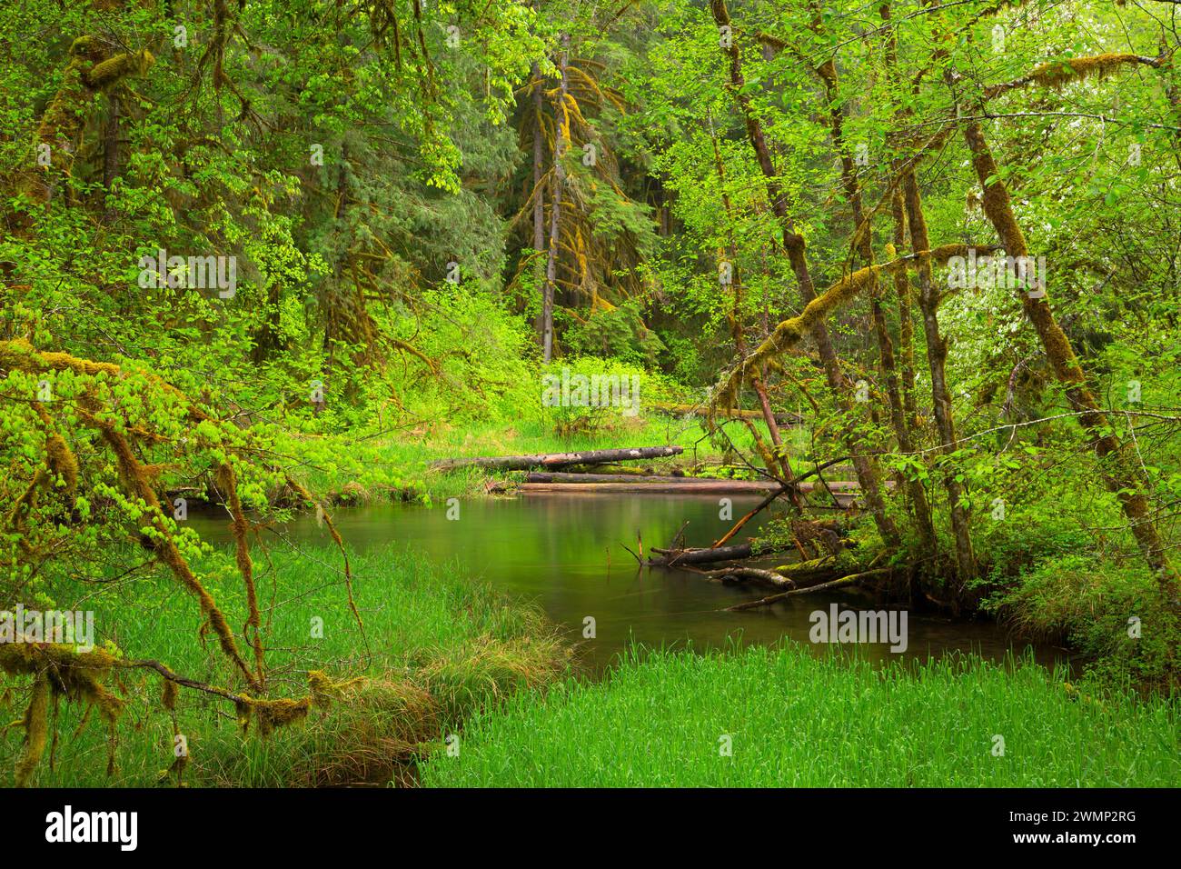 Delta Creek along Delta Nature Trail, Willamette National Forest ...
