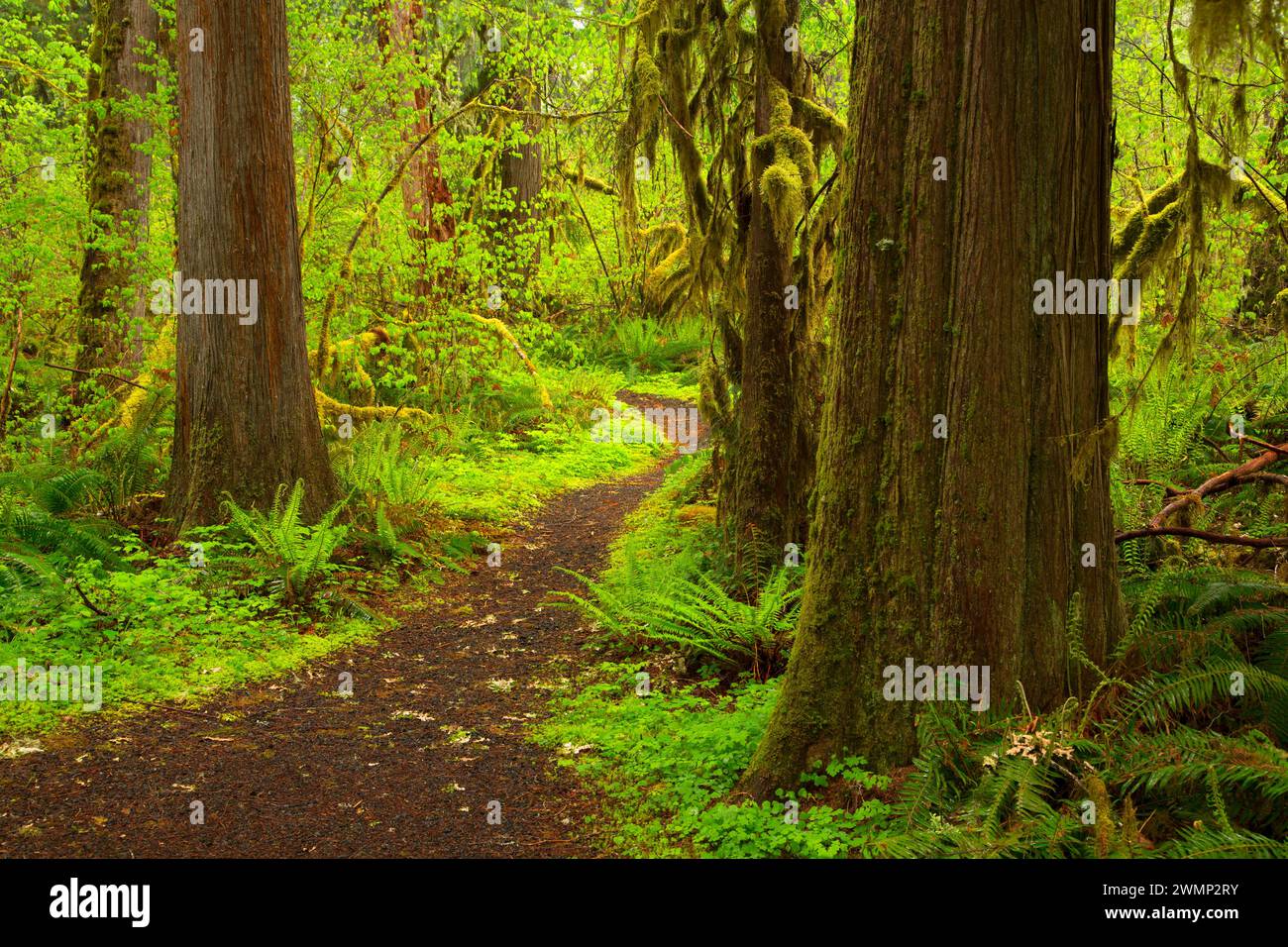 Delta old growth forest hi-res stock photography and images - Alamy