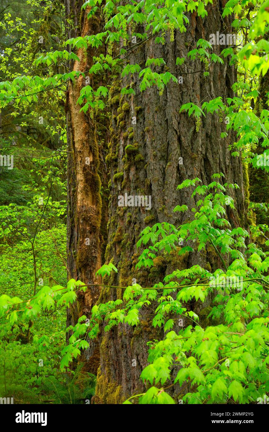 Douglas fir along Delta Nature Trail, Willamette National Forest ...