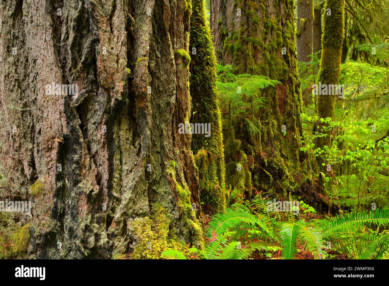 Douglas fir along Delta Nature Trail, Willamette National Forest ...