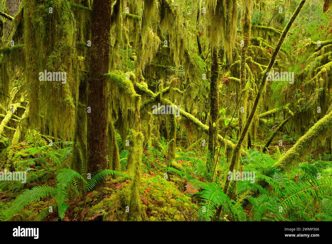 Ancient forest along Delta Nature Trail, Willamette National Forest ...