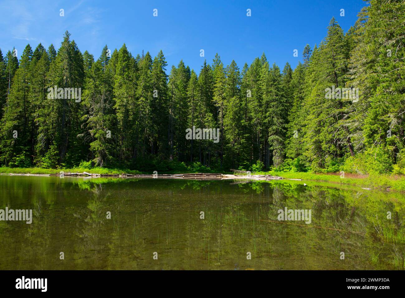 Fay Lake, Willamette National Forest, Oregon Stock Photo - Alamy