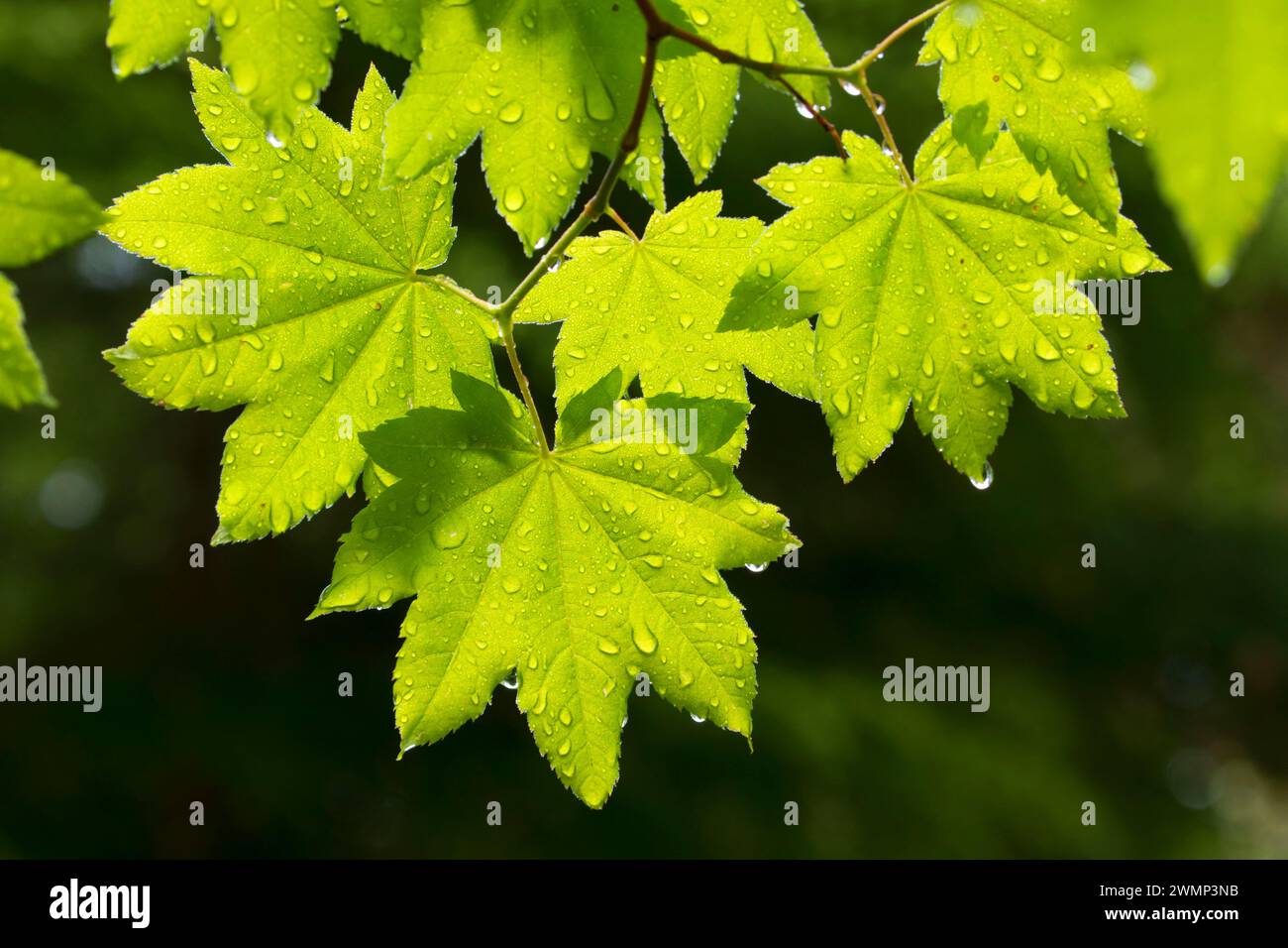 Vine maple (Acer circinatum) leaves along Parrish Lake Trail ...