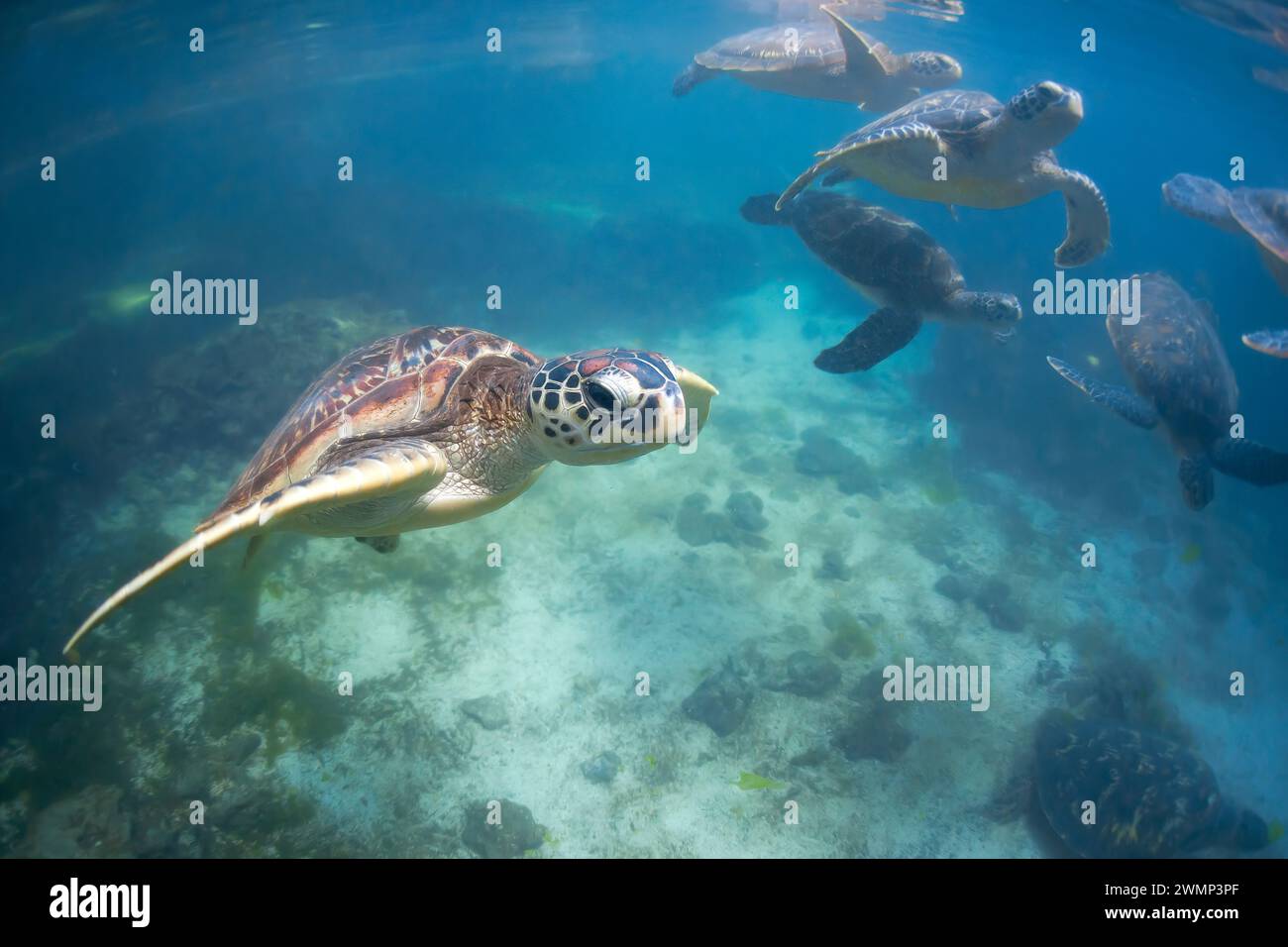 A group of Green sea turtles swimming in Zanzibar Stock Photo - Alamy