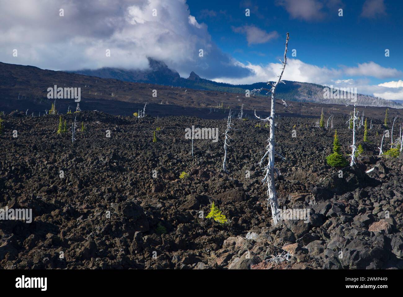 Lava flow on Lava River National Recreation Trail, McKenzie Pass ...