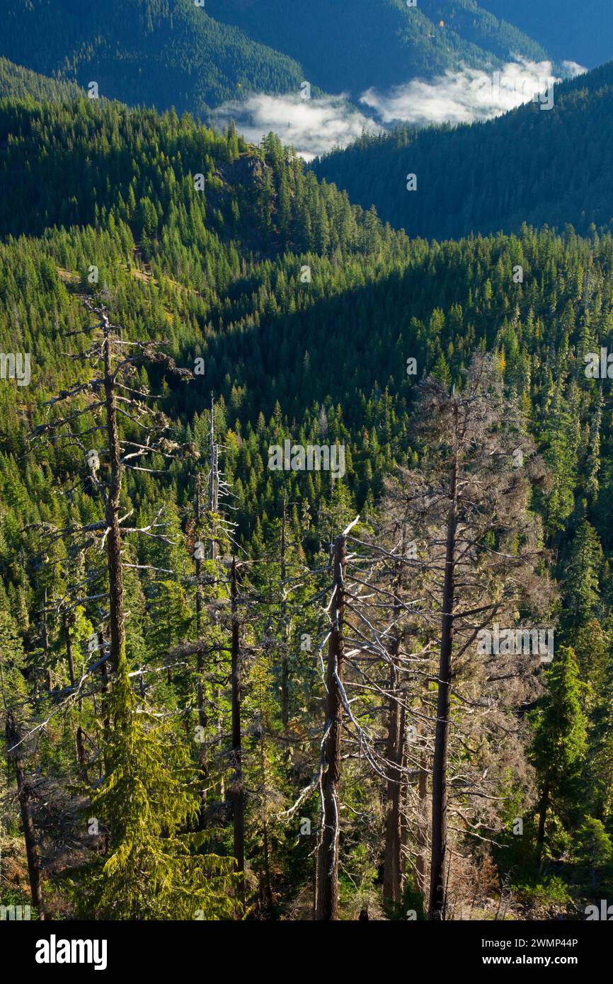 View from Dome Rock on Dome Rock Trail, Willamette National Forest ...